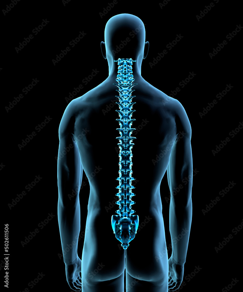 Male human body view from rear in blue X-ray 2 by Hank Grebe Stock ...