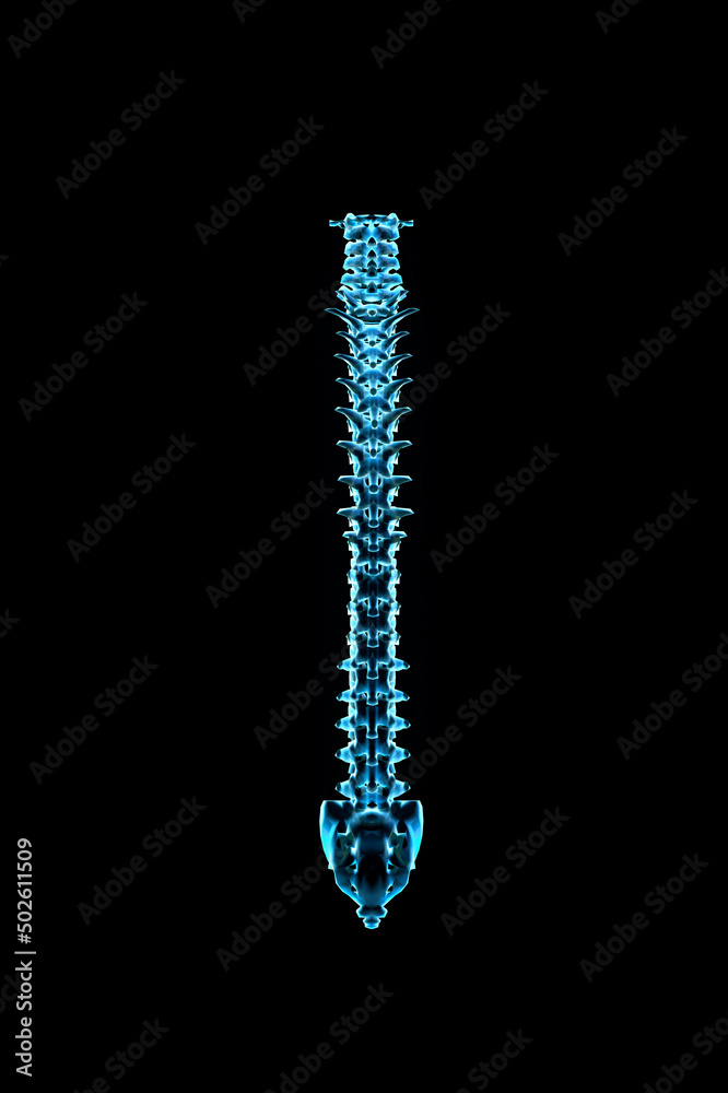 Male human spinal column from rear in blue X-ray by Hank Grebe Stock ...
