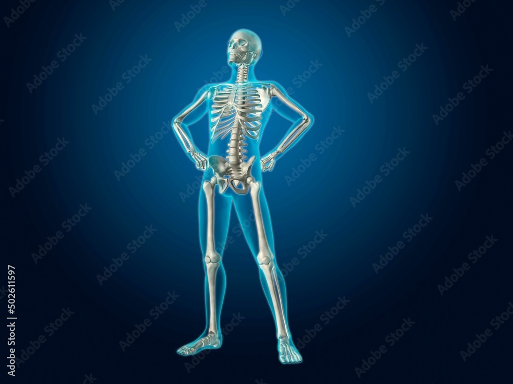 X-ray view of a human skeleton posing Stock Illustration | Adobe Stock
