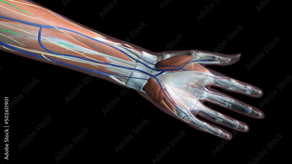 Female palm and wrist anatomy, palm, anterior view, Full color on black ...