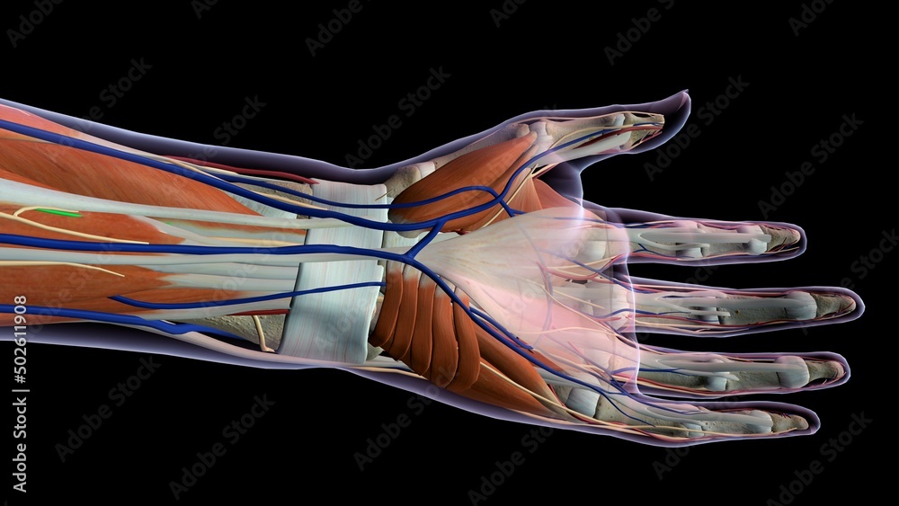 Female palm and wrist, anterior view, Close up, xray skin, detailed ...