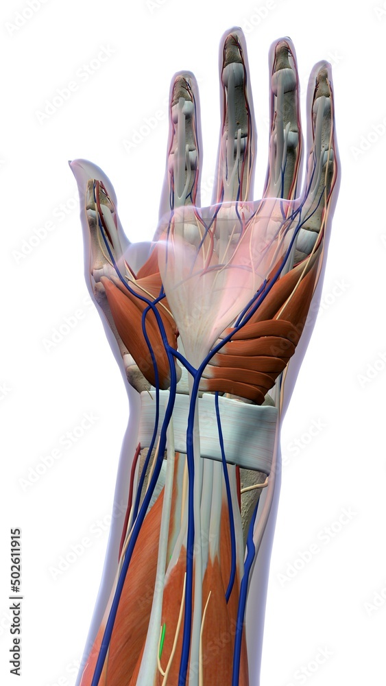 Female palm and wrist, anterior view, Close up, xray skin, detailed ...