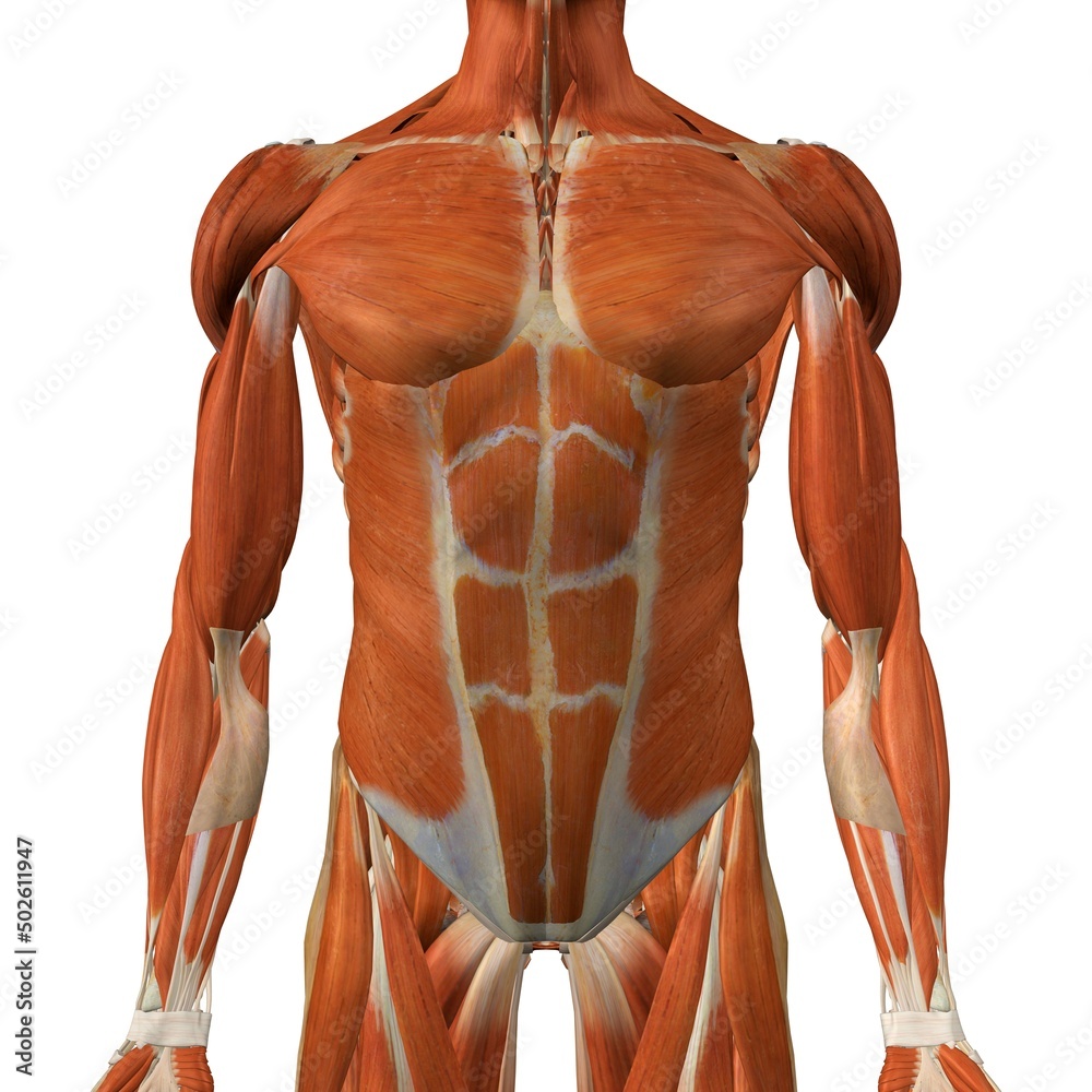 Male chest and abdominal muscles, detailed anatomy, full color 3D ...