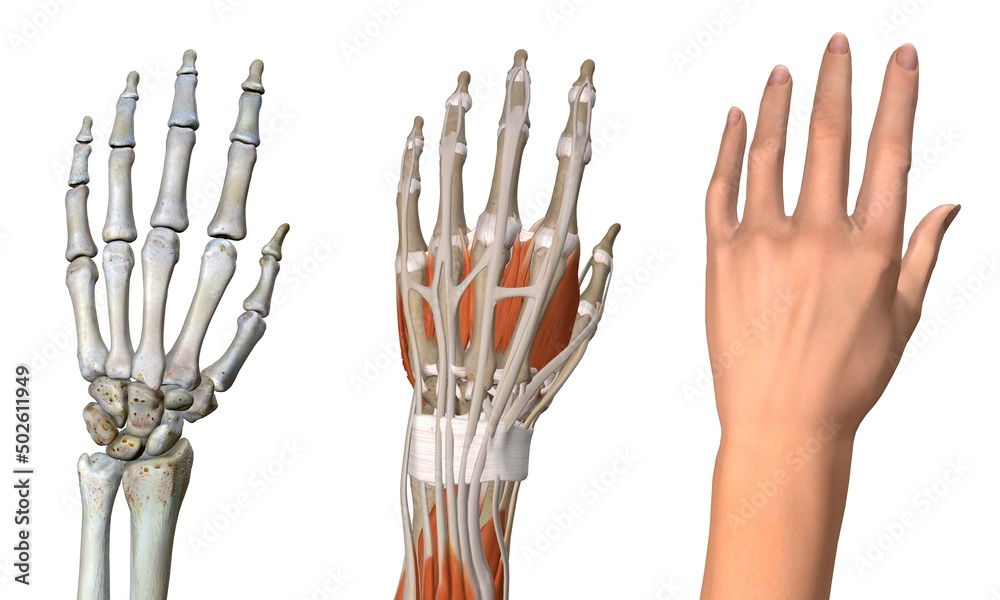 Three views of the female hand anatomy: skeletal, muscular, and skin ...