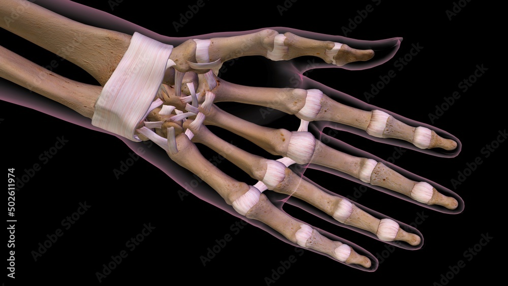 Female palm and wrist, anterior view. Close up, detailed anatomy, full ...