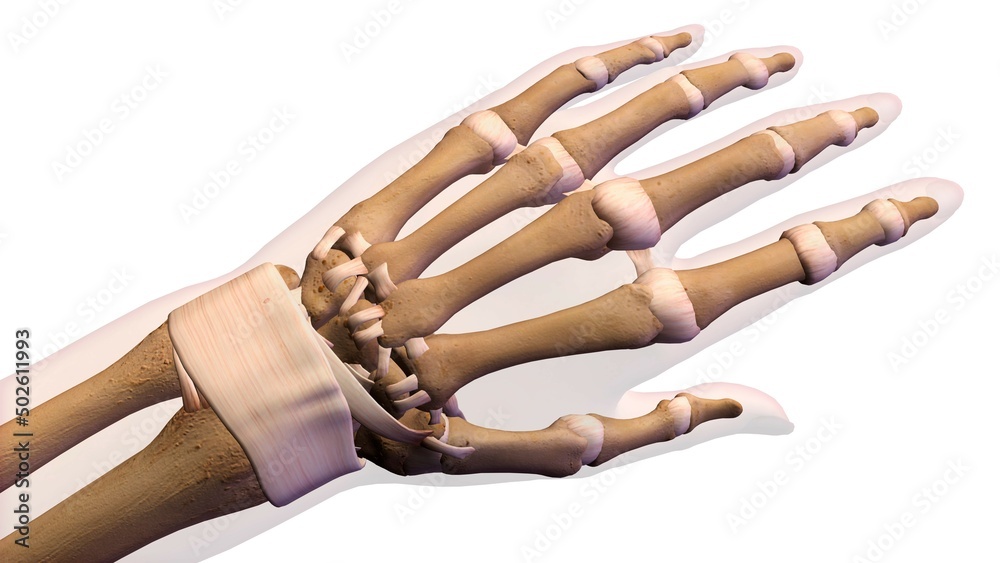 Female palm and wrist, anterior view. Close up, detailed anatomy, full ...