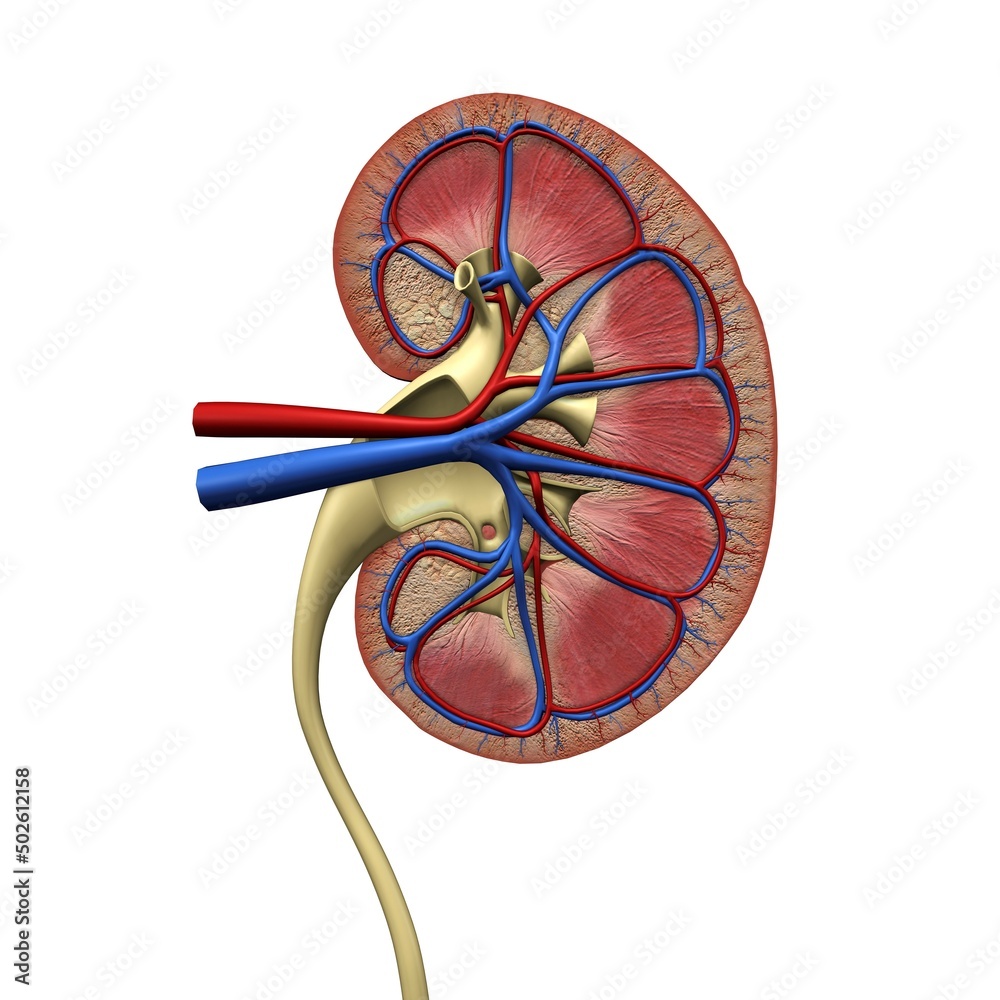 Cross-section of human kidney, veins, arteries, ureter Stock ...