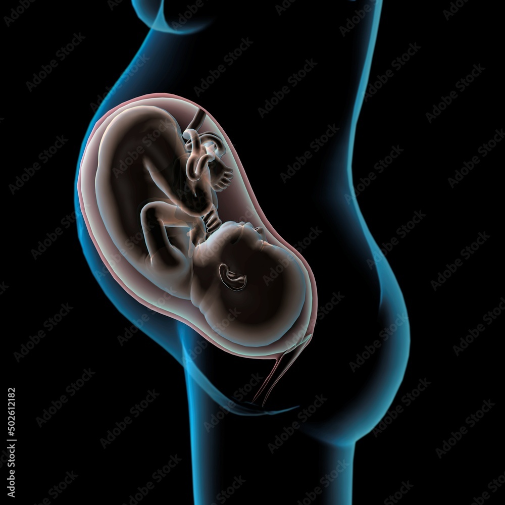 ภาพประกอบสต็อก Pregnancy Anatomy Xray side view of fetus in utero ...