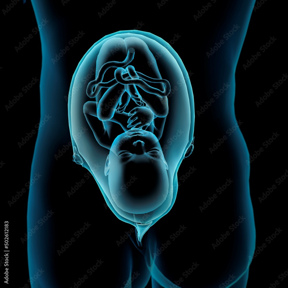 Pregnancy Anatomy, Xray frontal view of fetus in utero, Black ...
