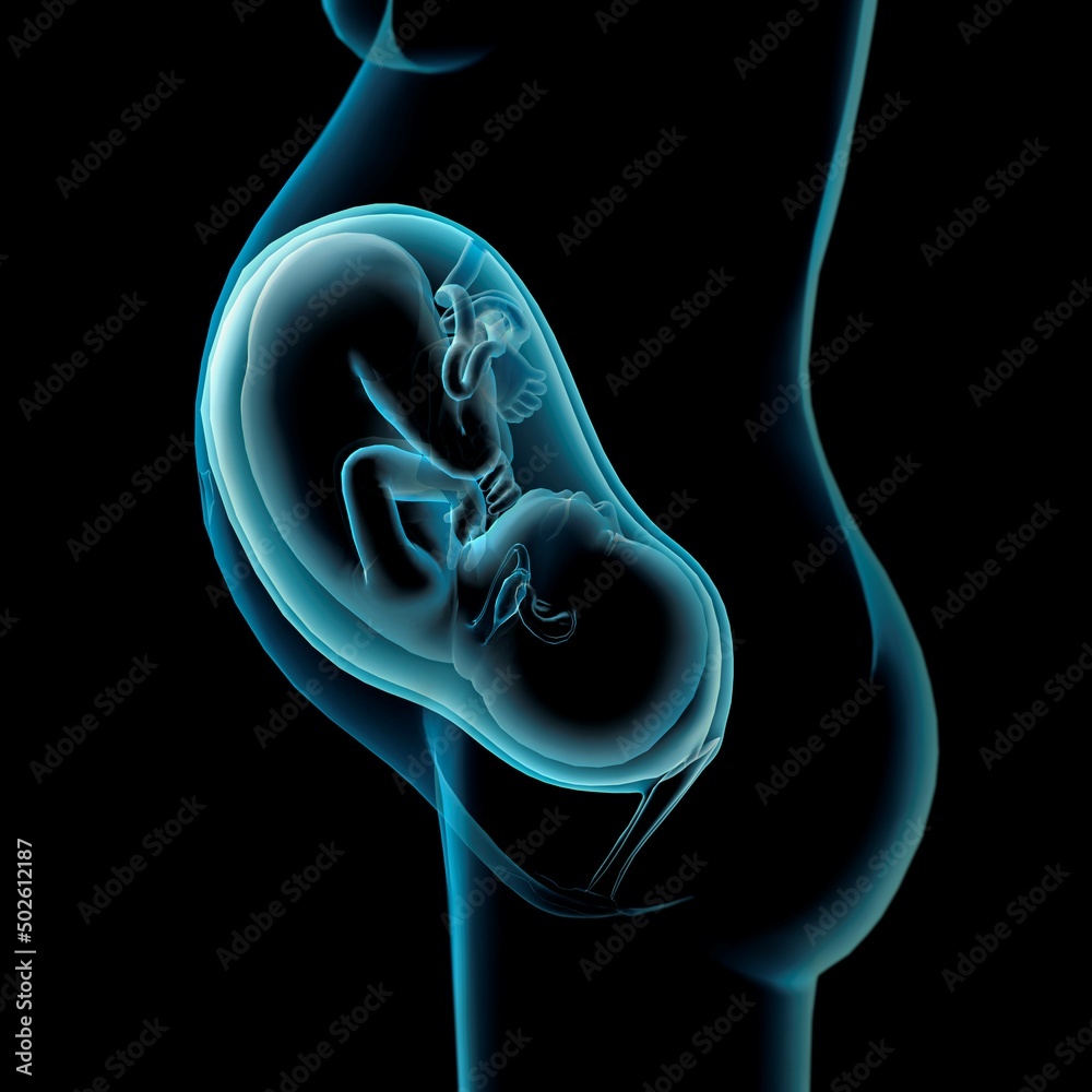 Pregnancy Anatomy,Xray side view of fetus in utero, Black background ...
