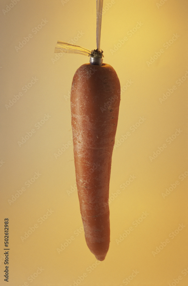 Carrot suspended by a string Stock Photo | Adobe Stock