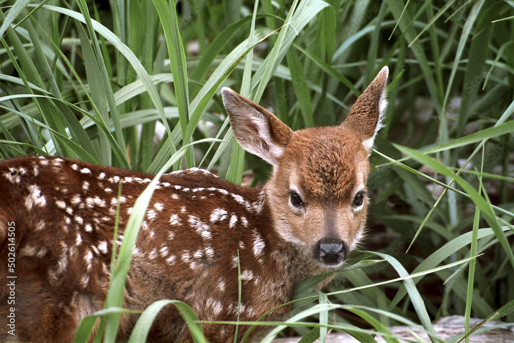 Side profile of a Mule Deer Stock Photo | Adobe Stock