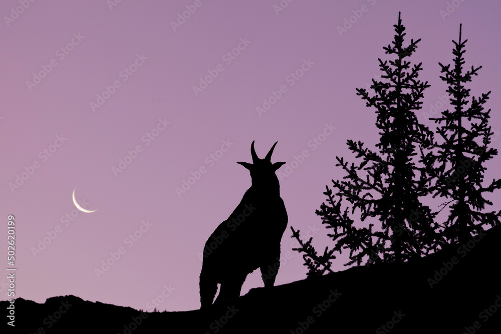 Canada, Alberta, Elbow-Sheep Wildland Provincial Park, Highwood Pass ...