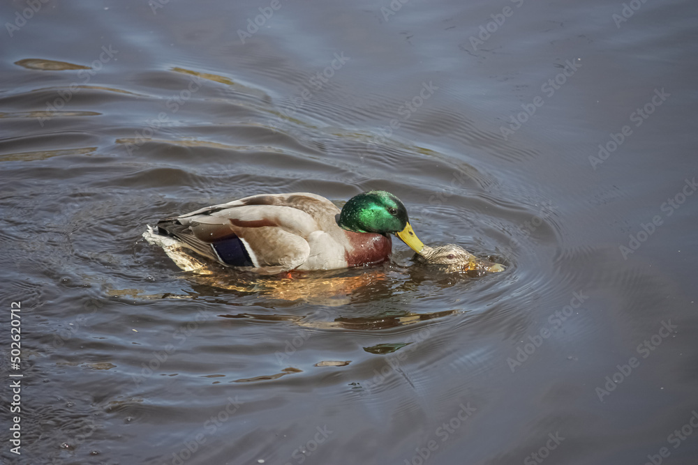 Pair of wild Mallard Ducks mating in the water, the male grips the ...