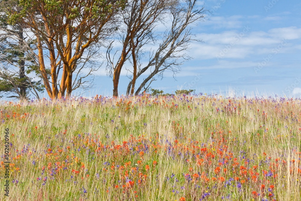 USA, Washington State, San Juan Islands, Yellow Island Nature ...