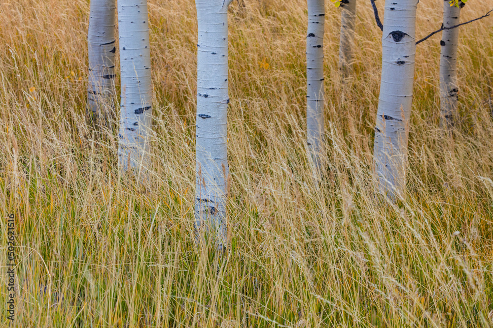 Aspen trees in a grassy meadow - Utah, Fishlake National Forest, near ...