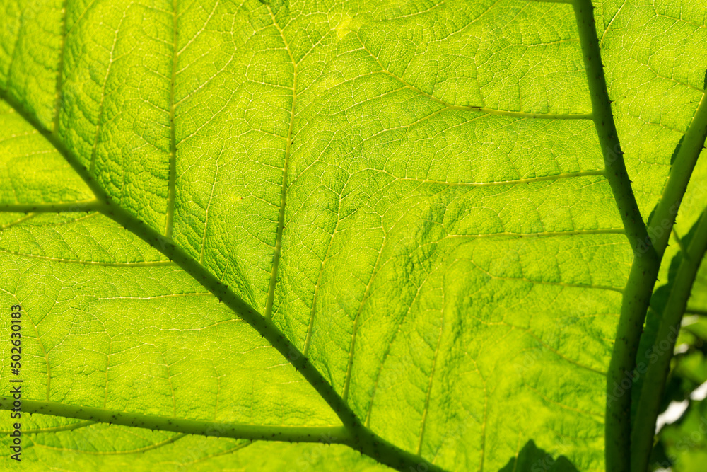 The underside of a large leaf showing the detailed and complex vein ...