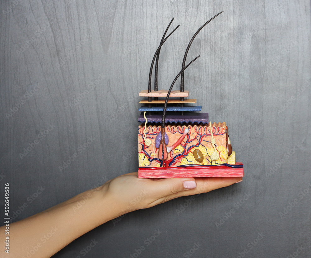 showing the anatomical model of the structure of the skin Stock Photo ...