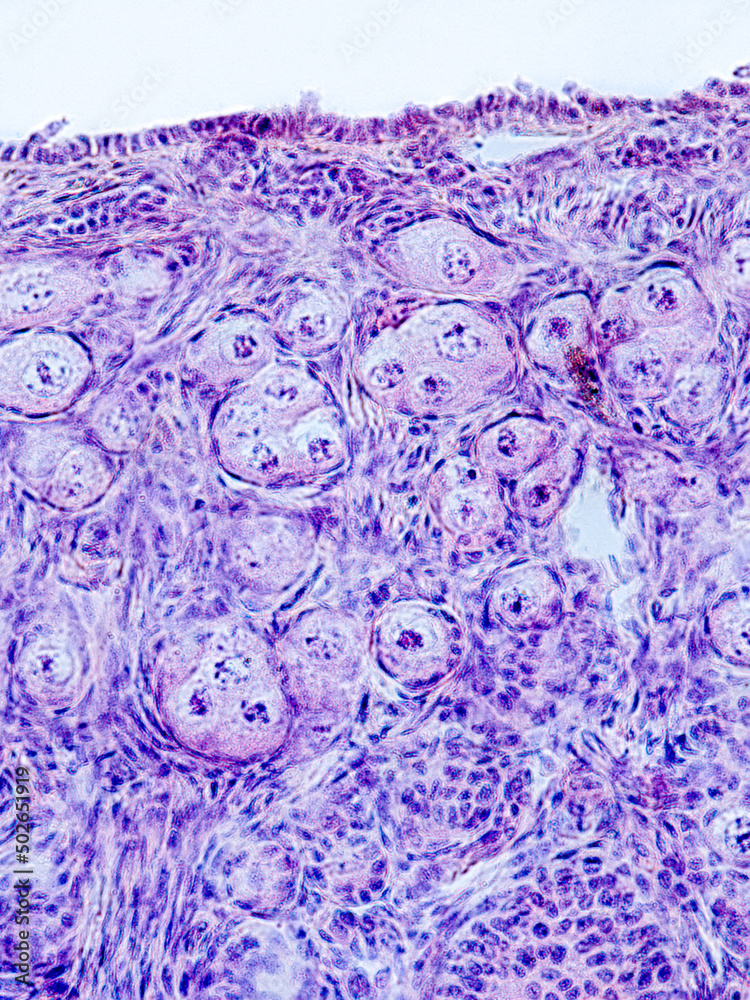 rabbit ovary cross section under the microscope showing tunica ...