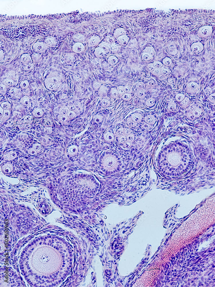 Fotografia do Stock: rabbit ovary cross section under the microscope ...