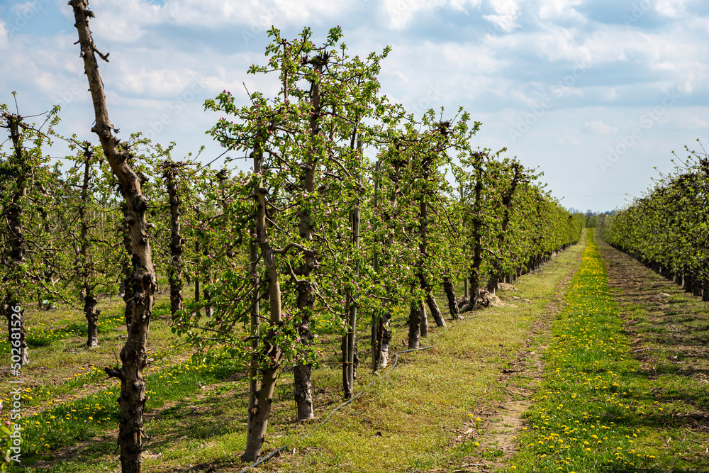 Sad owocowy, drzewa jabłoni, jabłka, kwiaty jabłoni, kwiaty drzewa ...
