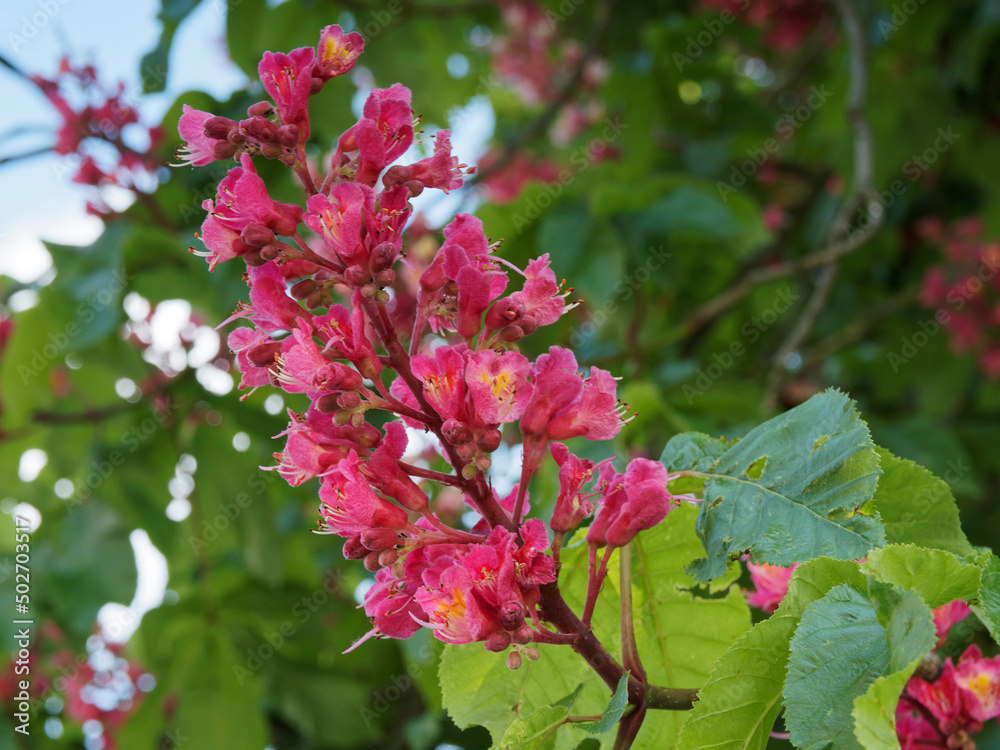 (Aesculus carnea) Panicule florale du marronnier à fleurs rouges et ...