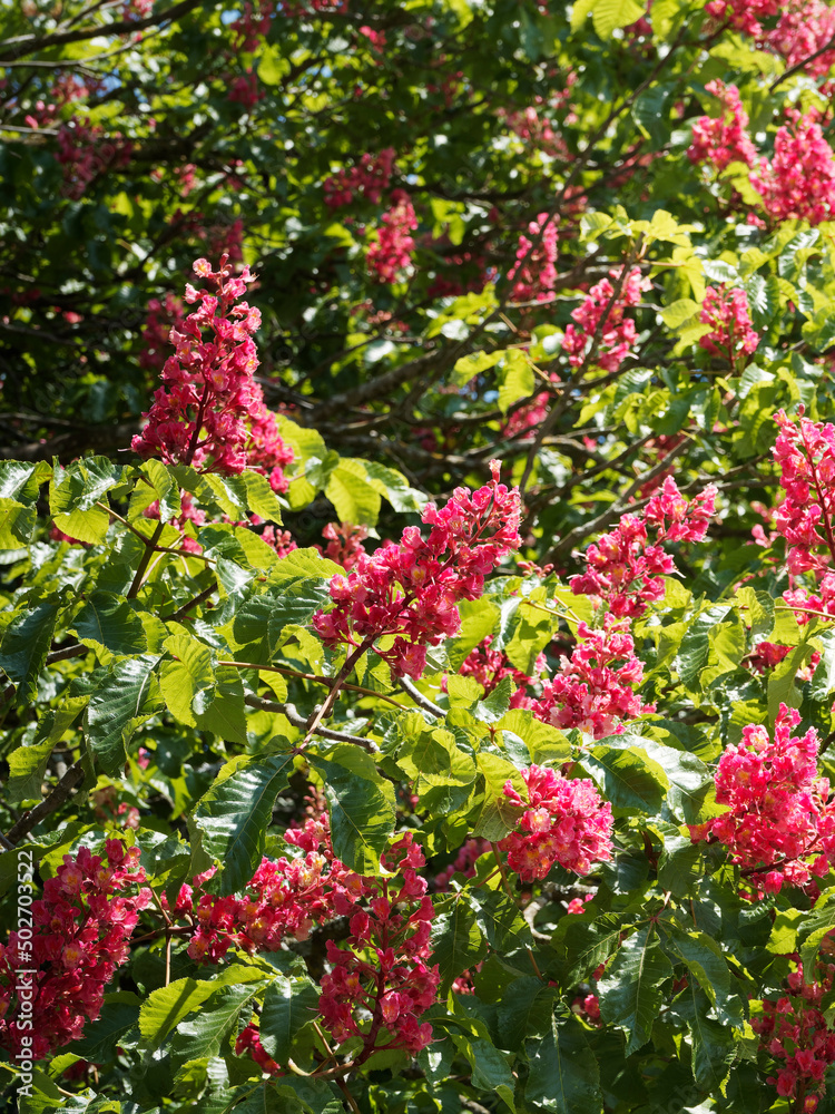 (Aesculus carnea) Marronnier à inflorescence en panicules de fleurs ...