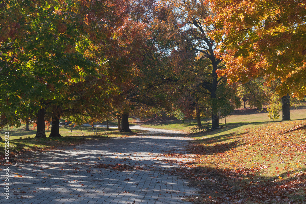 Trees with fall leaves at the height of the colorful autumn display ...