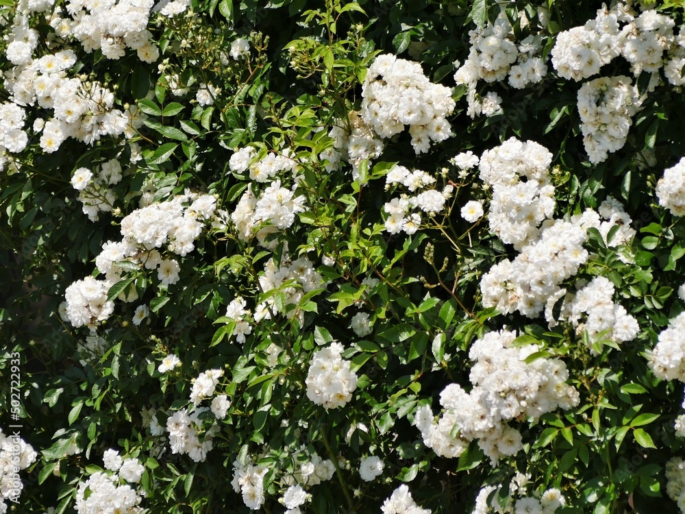 Rosa lucieae, small white hermaphrodite flowers smelling of apple and ...