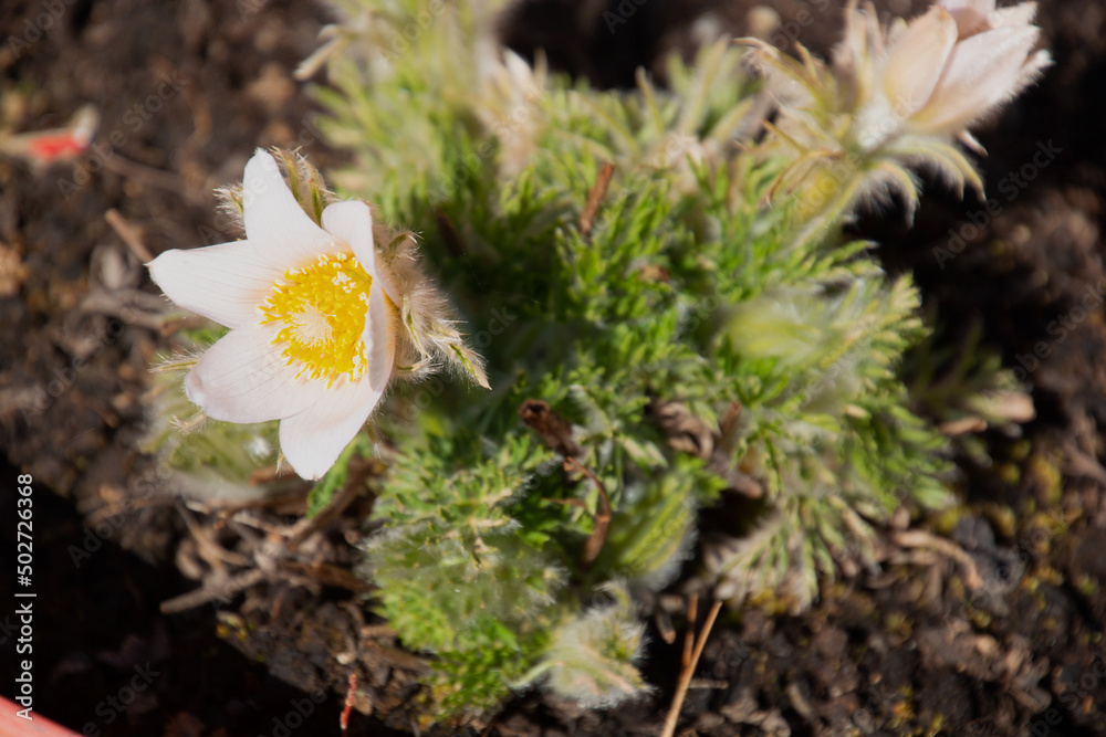 medicinal and poisonous pulsatilla alba growing in the garden area in ...