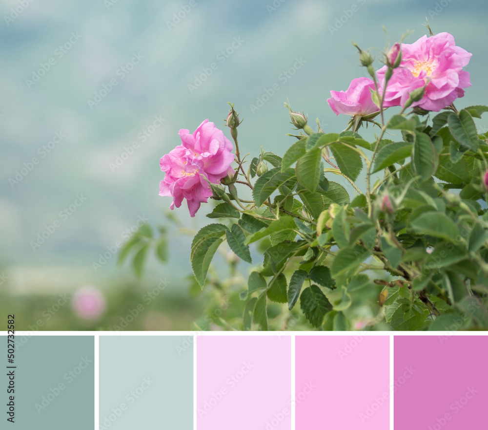 Color palette swatches of rosy pink Kazanlak Damascena rose on blurred ...