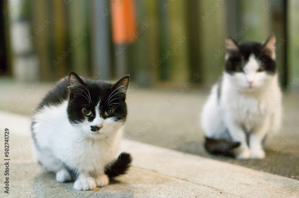 Stray cats living in Fushimi Inari Taisha Shrine in Japan Stock Photo ...