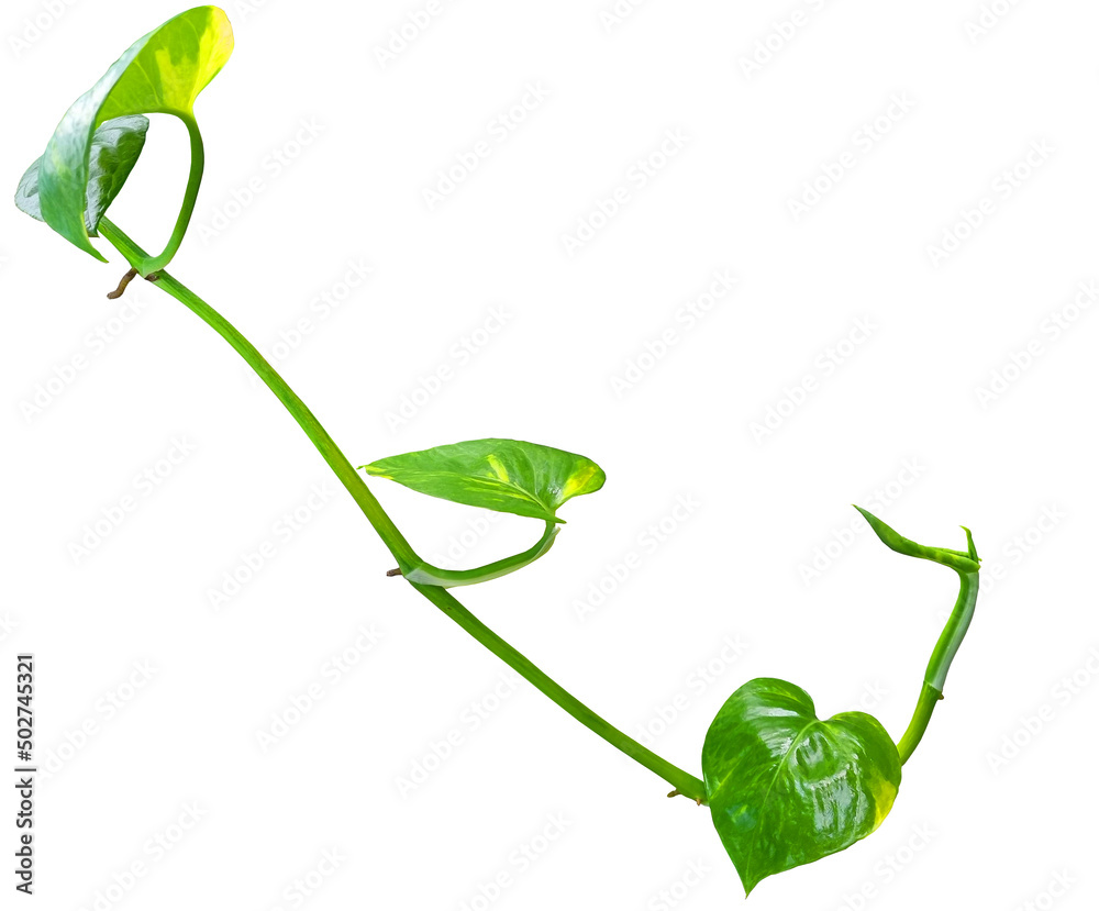 Devil’s ivy (Epipremnum aureum), golden pothos or pothos, is a tropical ...