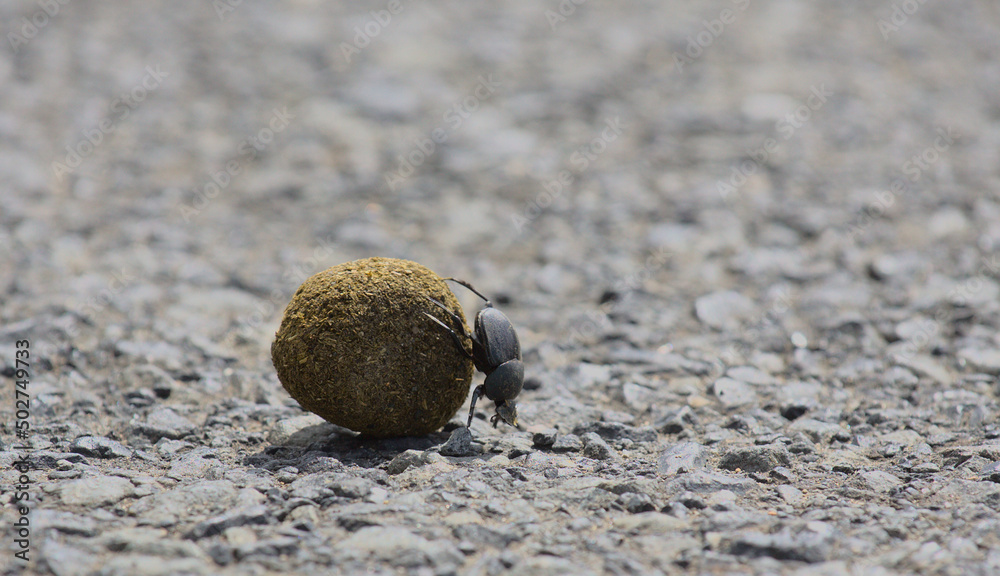 dung beetle using its strong back legs to roll and push a ball of dung ...