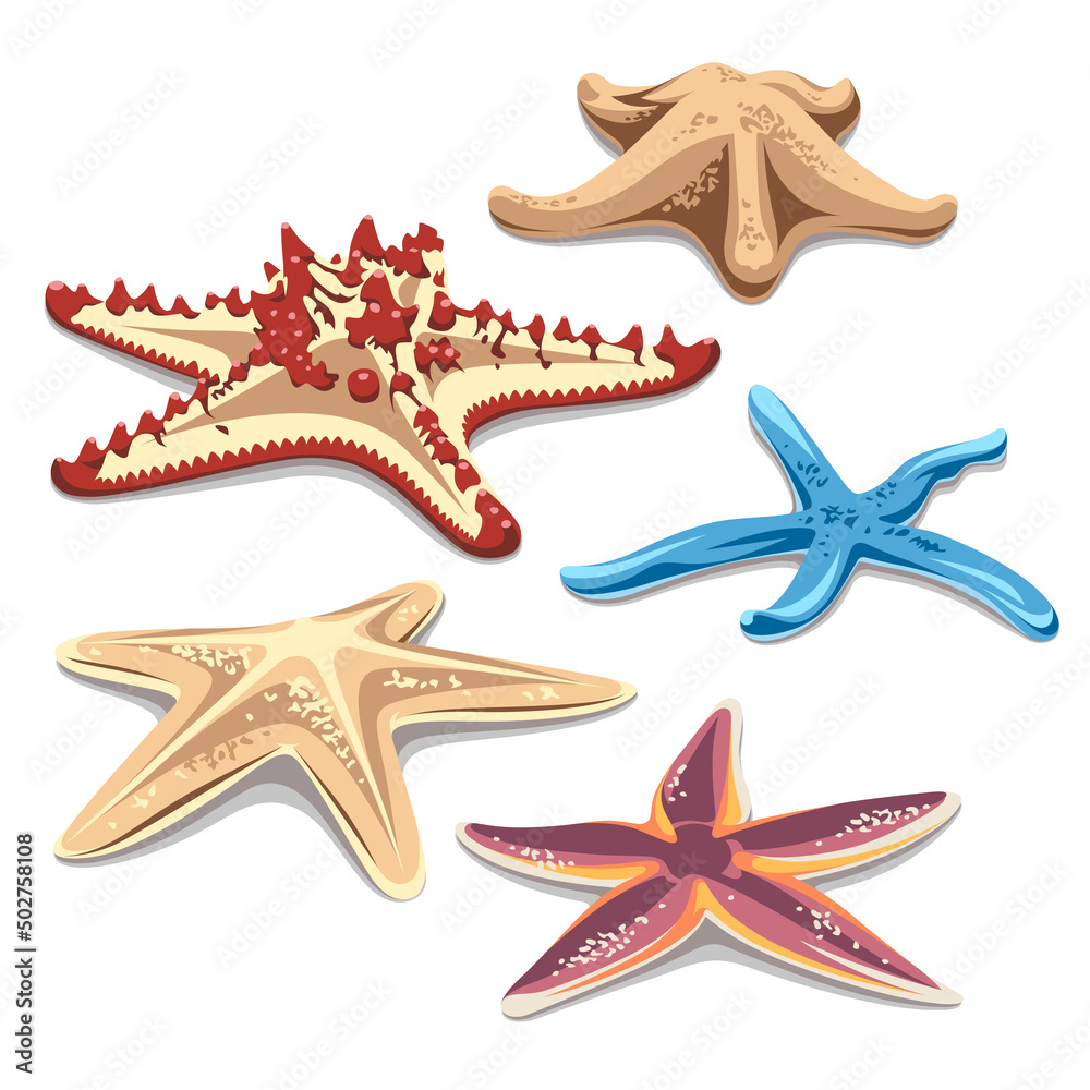 Starfish Vector Design
