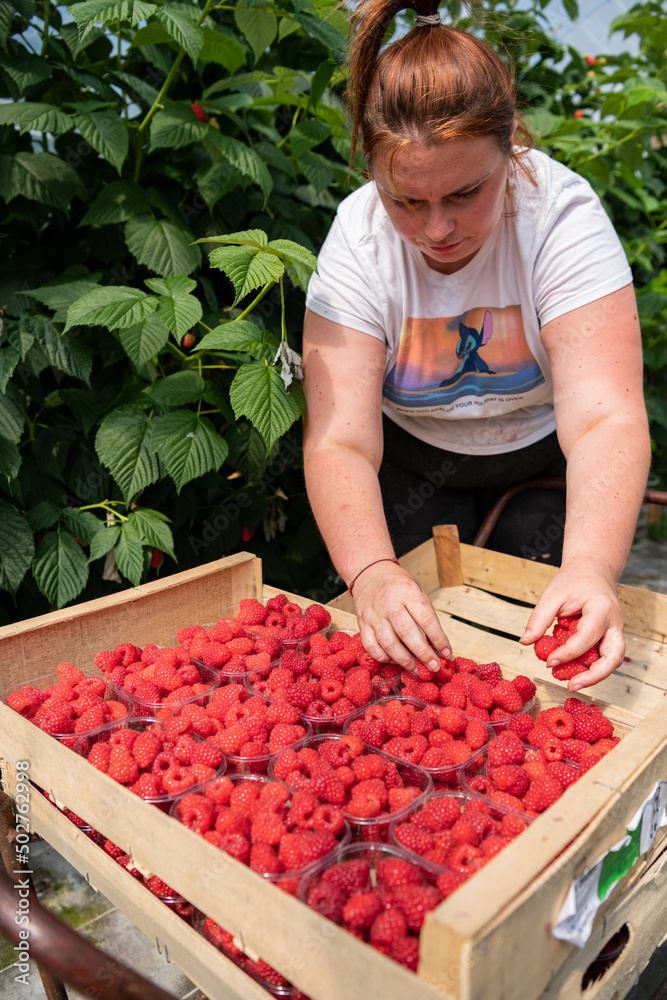 Culture de framboises hors sol sous serre chez un producteur en vallée ...