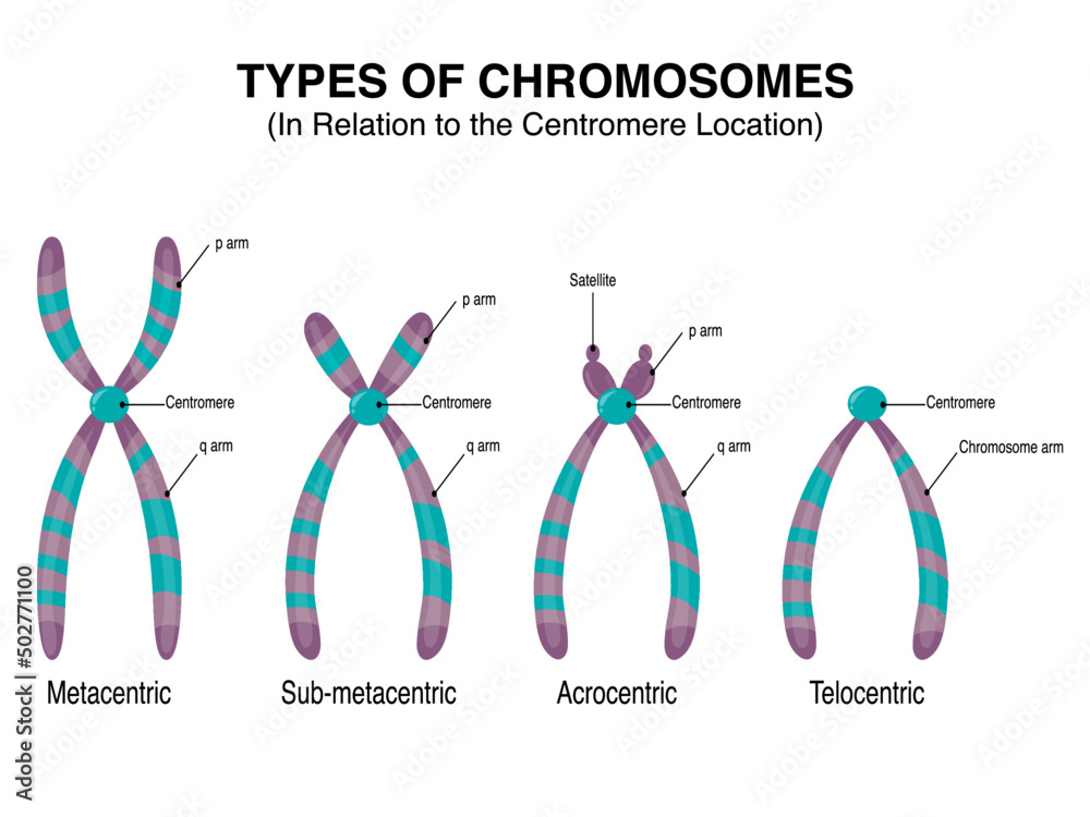 Types of Chromosomes in relation to the centromere location vector ...