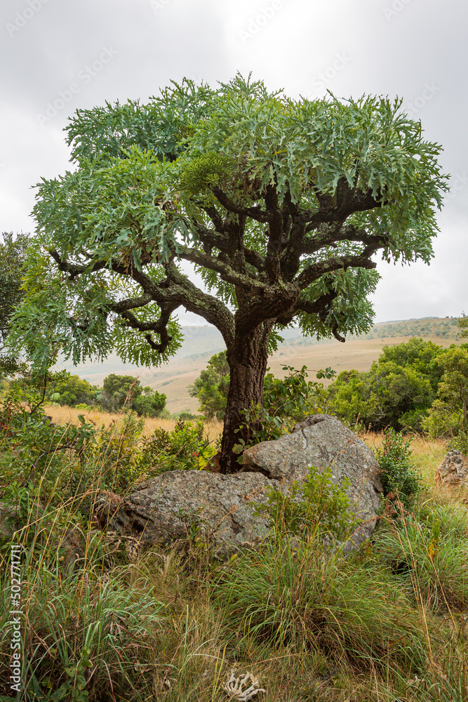 Mountain Cabbage Tree Cussonia paniculata sinuata, aka kiepersol ...