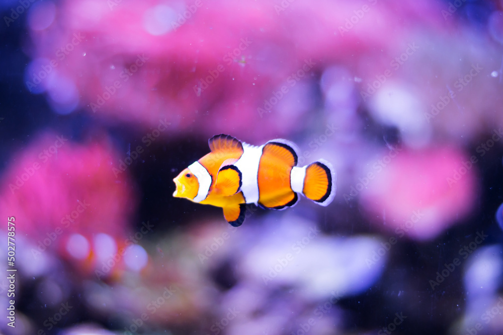 Clownfish Amphiprion Nude swimming in an aquarium at the zoo Stock ...