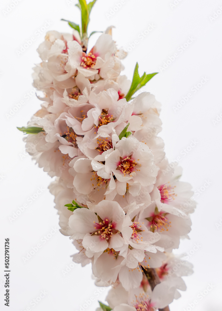 Flowers of the almond tree after the snow on snowing spring day ...