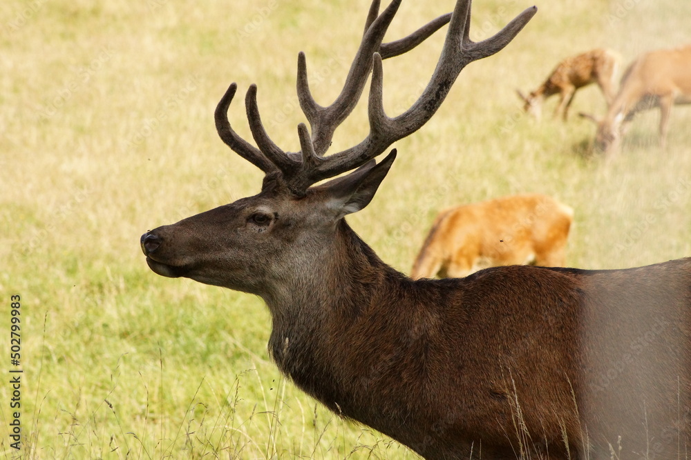 cerf Stock Photo | Adobe Stock