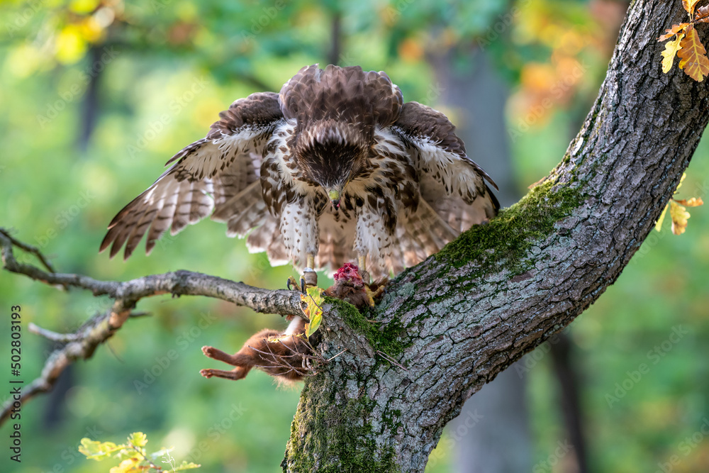 Red Tailed Hawk Catching Prey