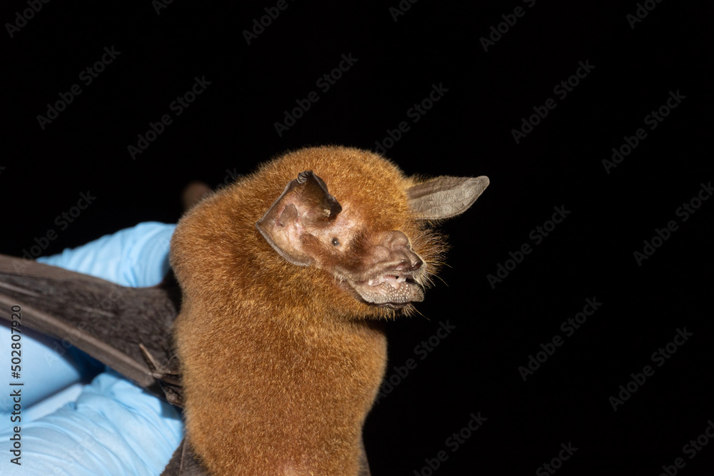 Portrait of Brazilian bat Wagner's Mustached Bat (Pteronotus personatus ...