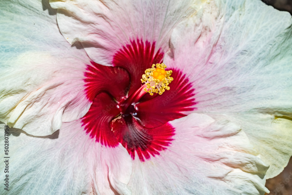 White Burgundy Mount Everest Tropical Hibiscus Flower Moorea Tahiti ...