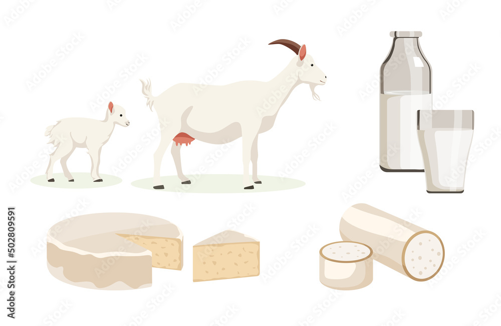 Vector illustration of white goats, milk and cheese on white background ...