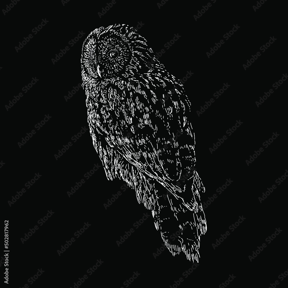 ural owl hand drawing vector illustration isolated on black background ...