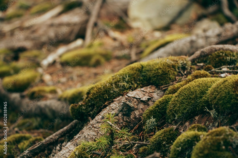 Beautiful green moss on the floor, moss close up, macro. Beautiful ...