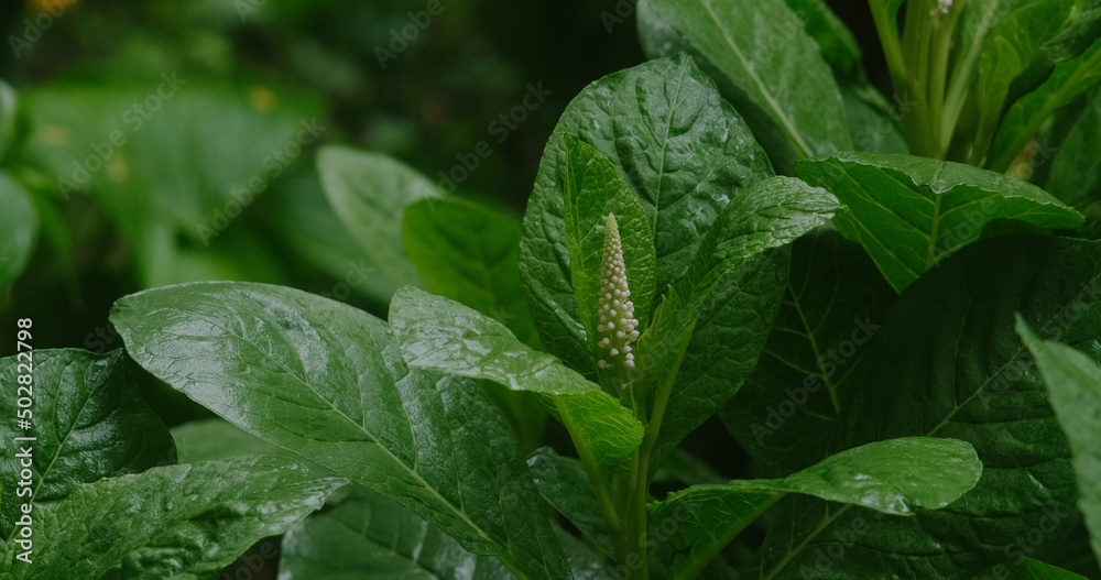 bright saturated wet foliage and inflorescences of Phytolacca acinosa ...