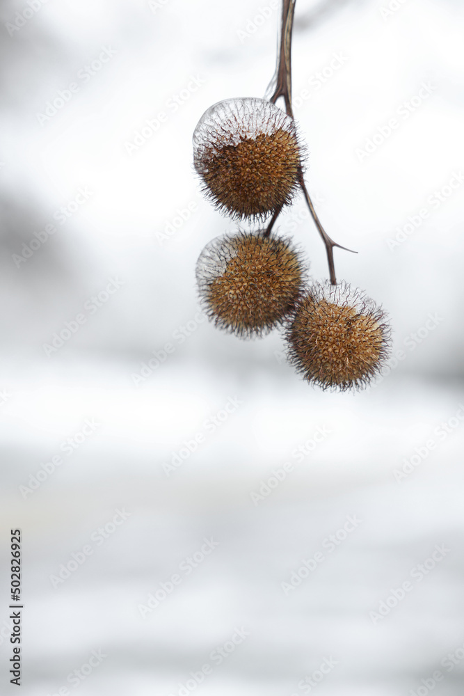 Sycamore Tree Fruit Balls