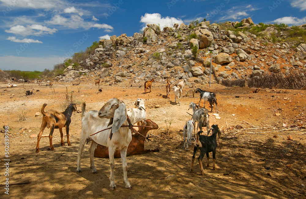 Foto de Goats in the Cariri region, with a semi-arid climate, in the ...